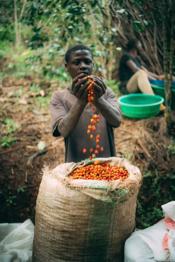 Ruanda Baho - Lot Coffee Roastery